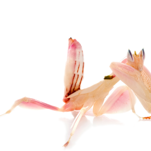 Bug Pets | Online Pet Invertebrate Superstore